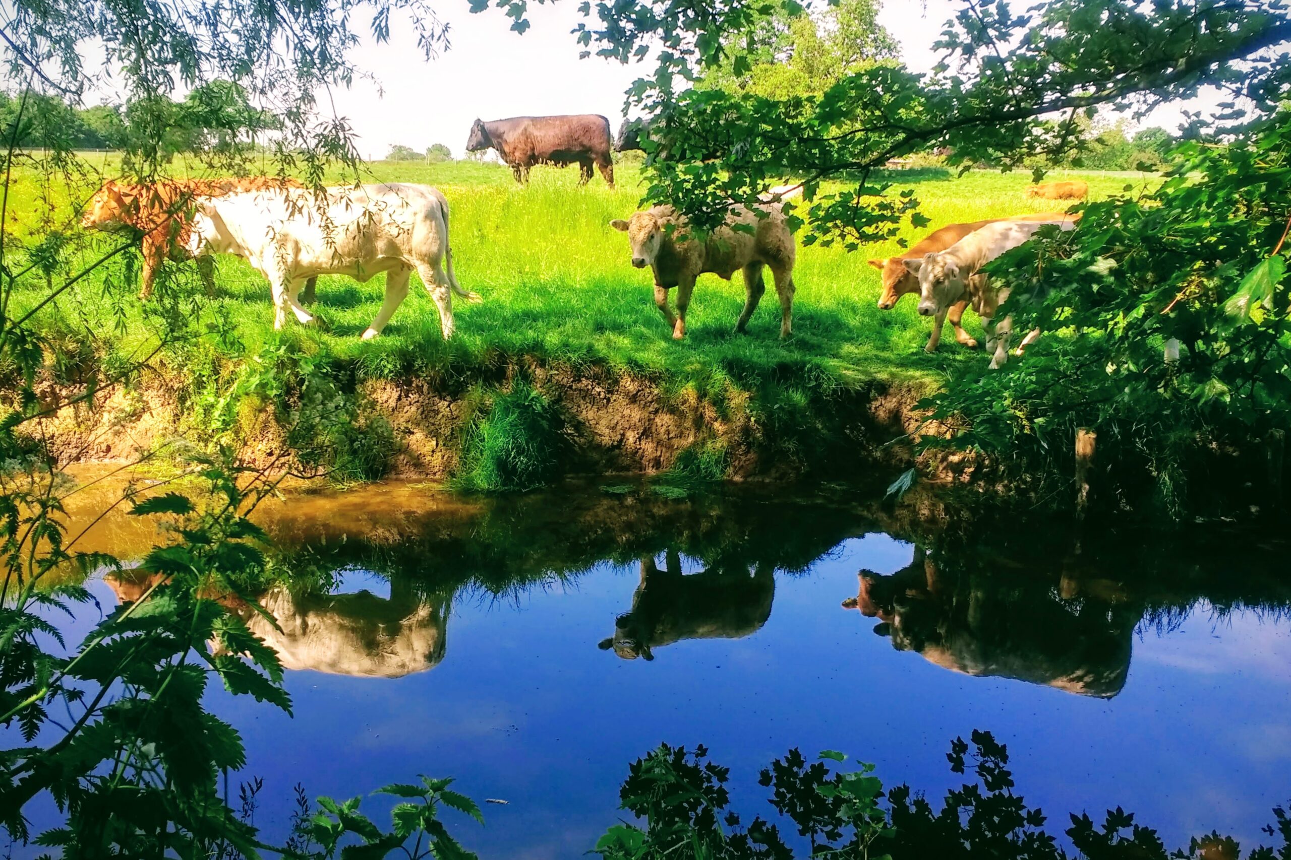 The River Foss Society