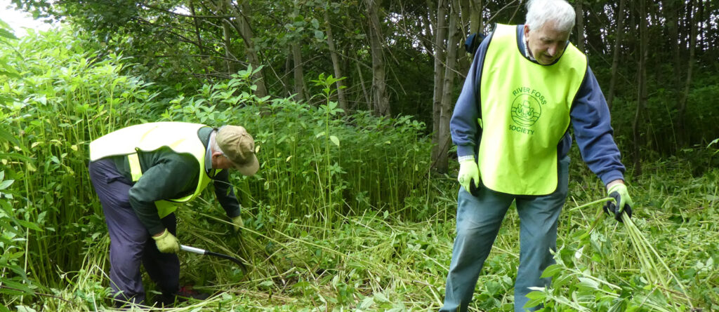 Balsam-Pulling | The River Foss Society